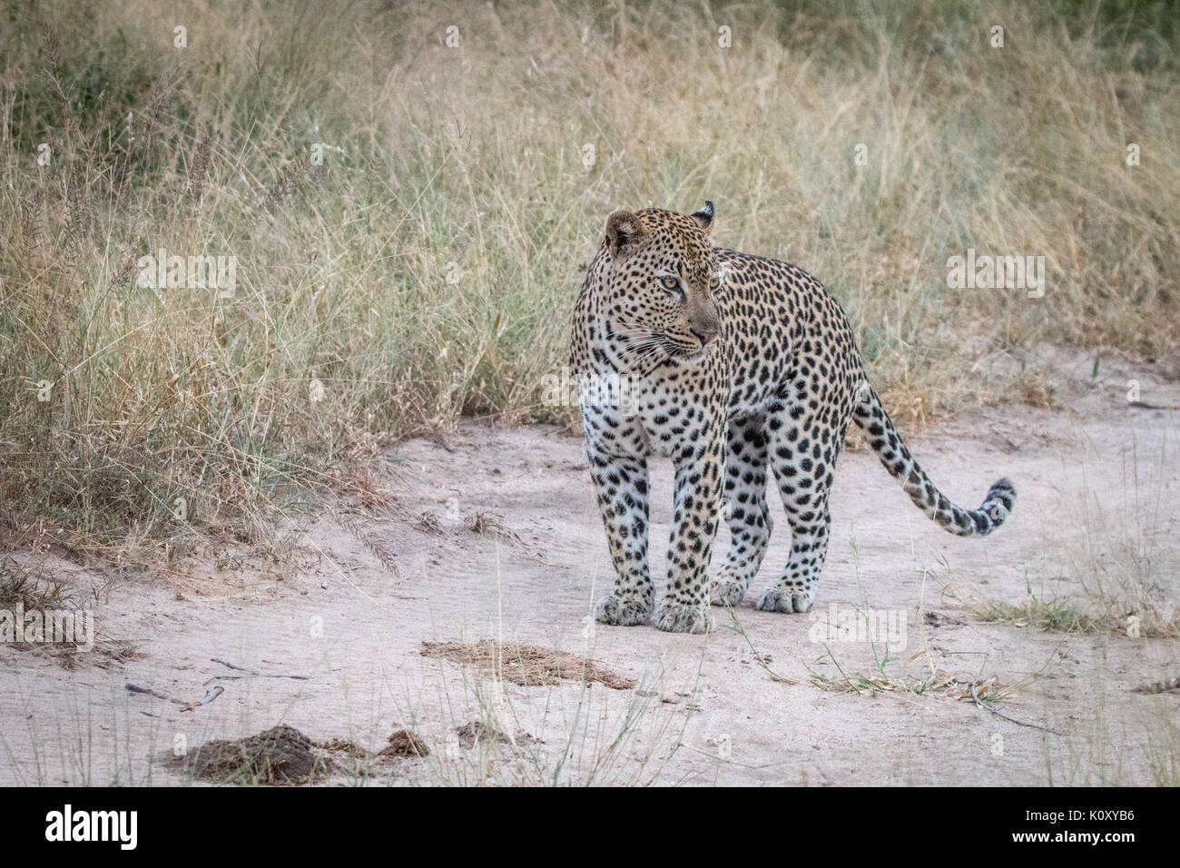 A Leopard walking on the road in the Sabi Sand Game Reserve, South ...