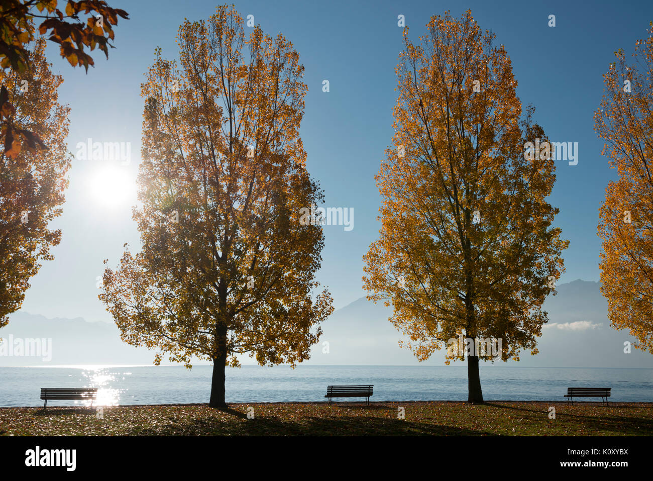 Lavaux *** Local Caption *** Switzerland, heritage, vineyard, lake of ...