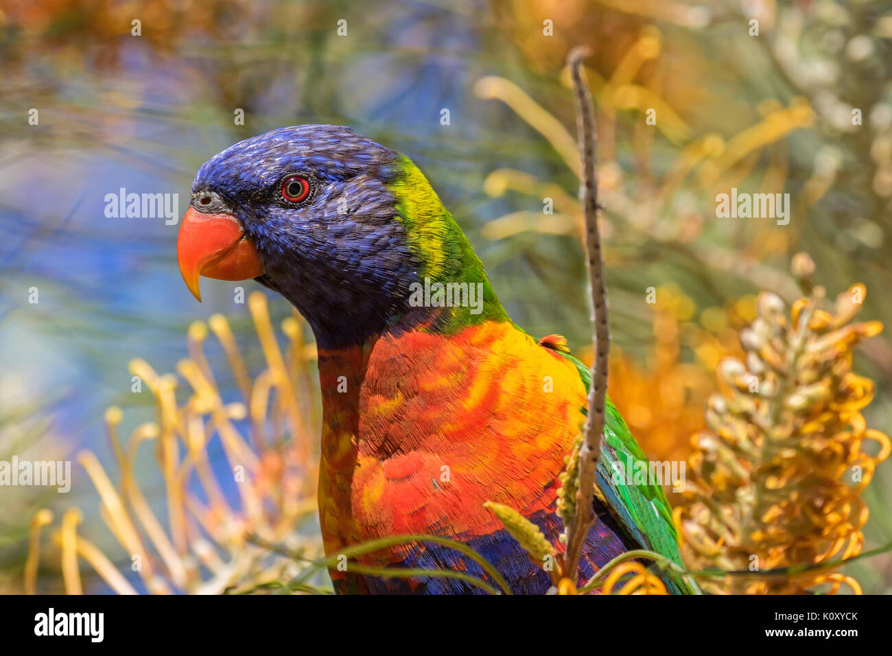 Rainbow lorikeet flying hi-res stock photography and images - Alamy