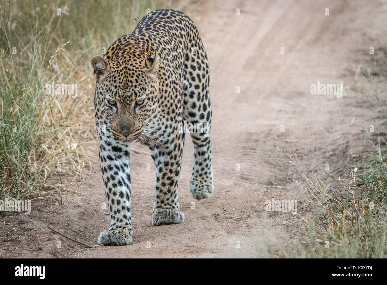 A Leopard walking towards the camera in the Sabi Sand Game Reserve ...