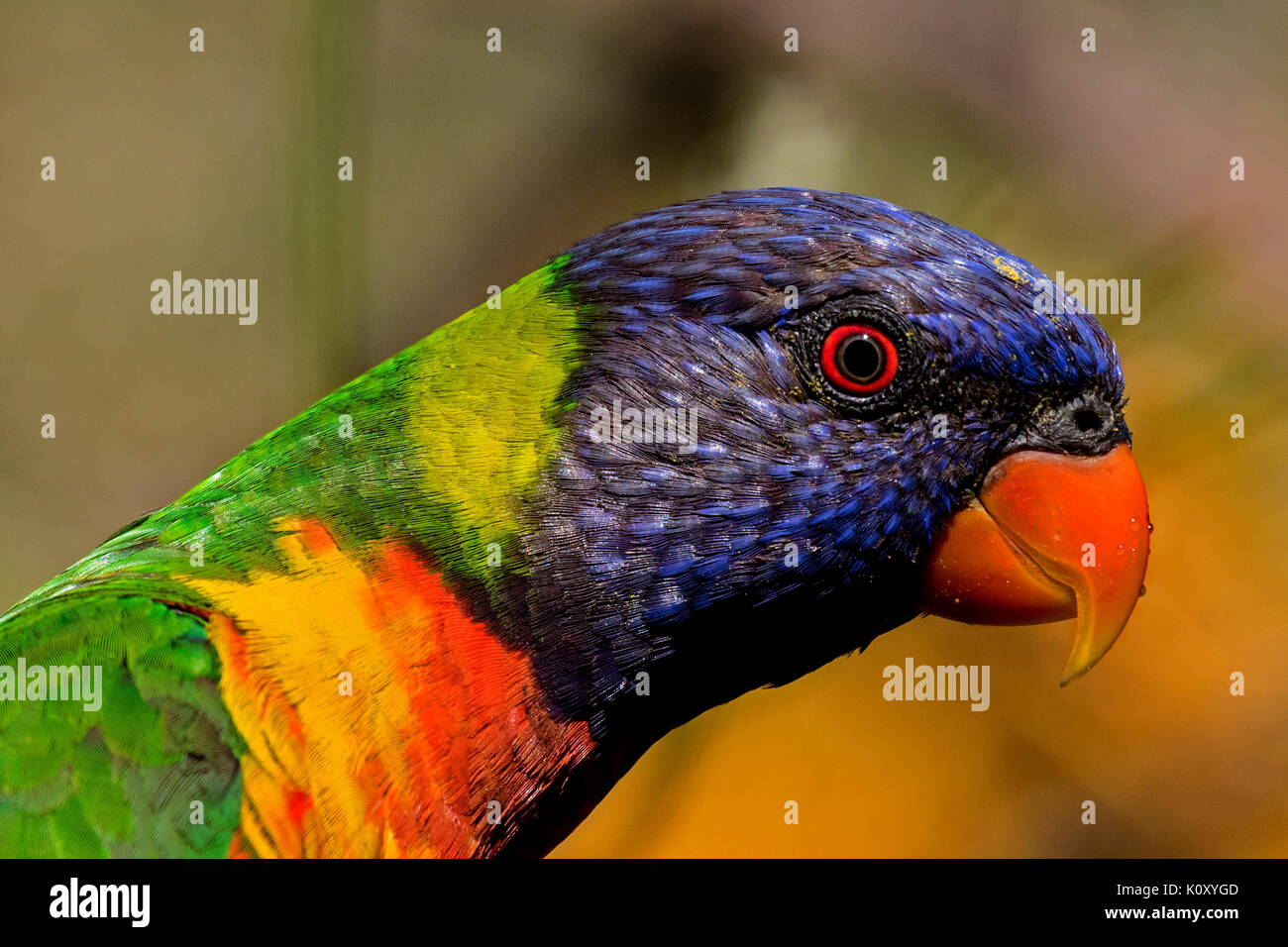 Rainbow lorikeet in flight hi-res stock photography and images - Alamy
