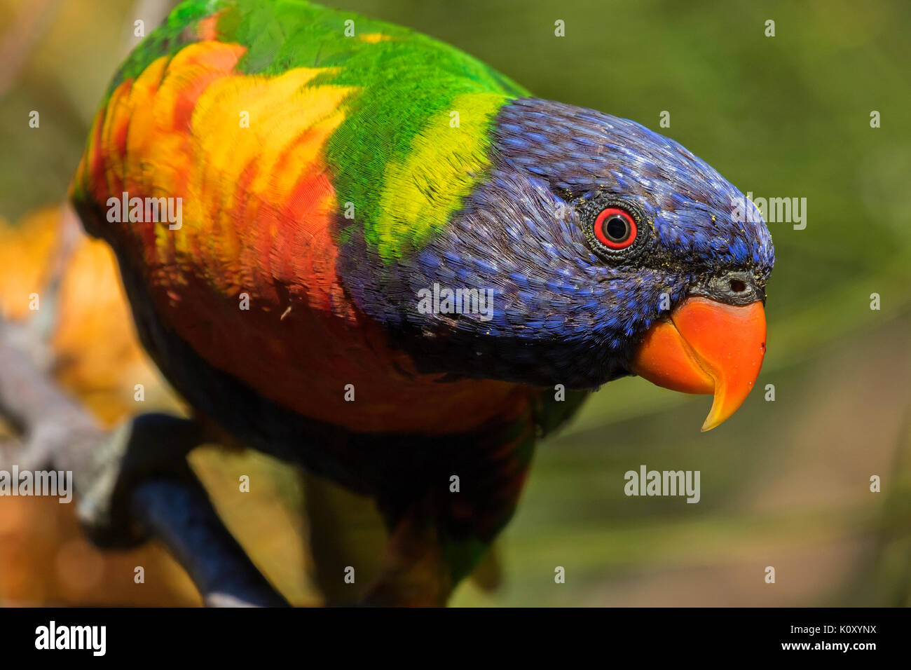 Rainbow colored birds hi-res stock photography and images - Alamy