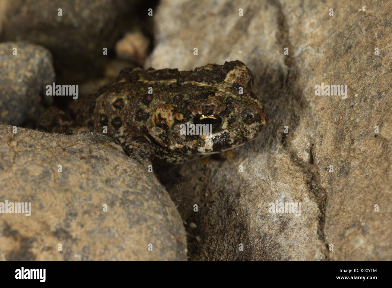 A young California Toad (Anaxyrus boreas halophilus) near Groveland ...