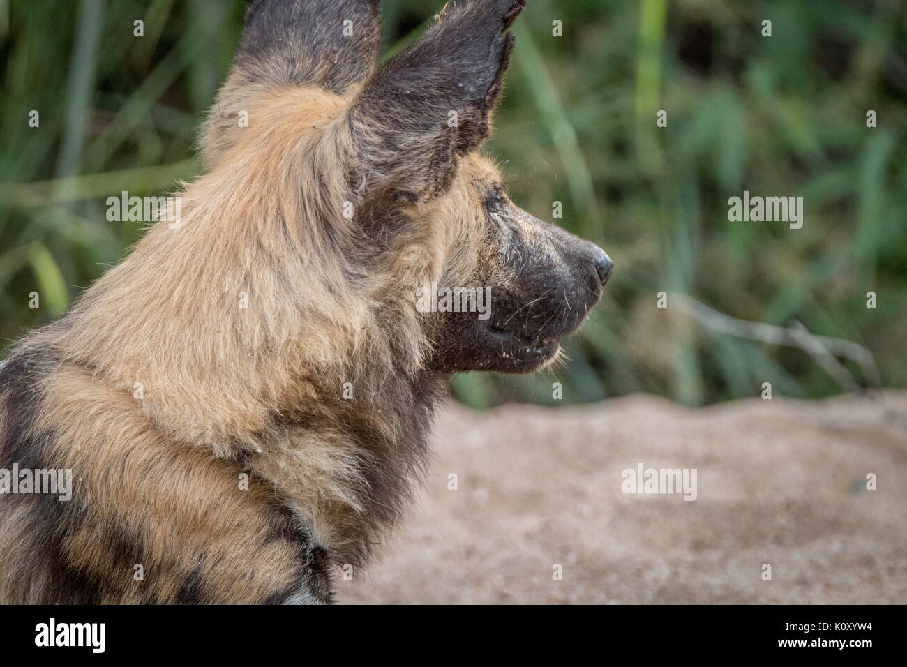 A side profile of an African wild dog in the Sabi Sand Game Reserve ...