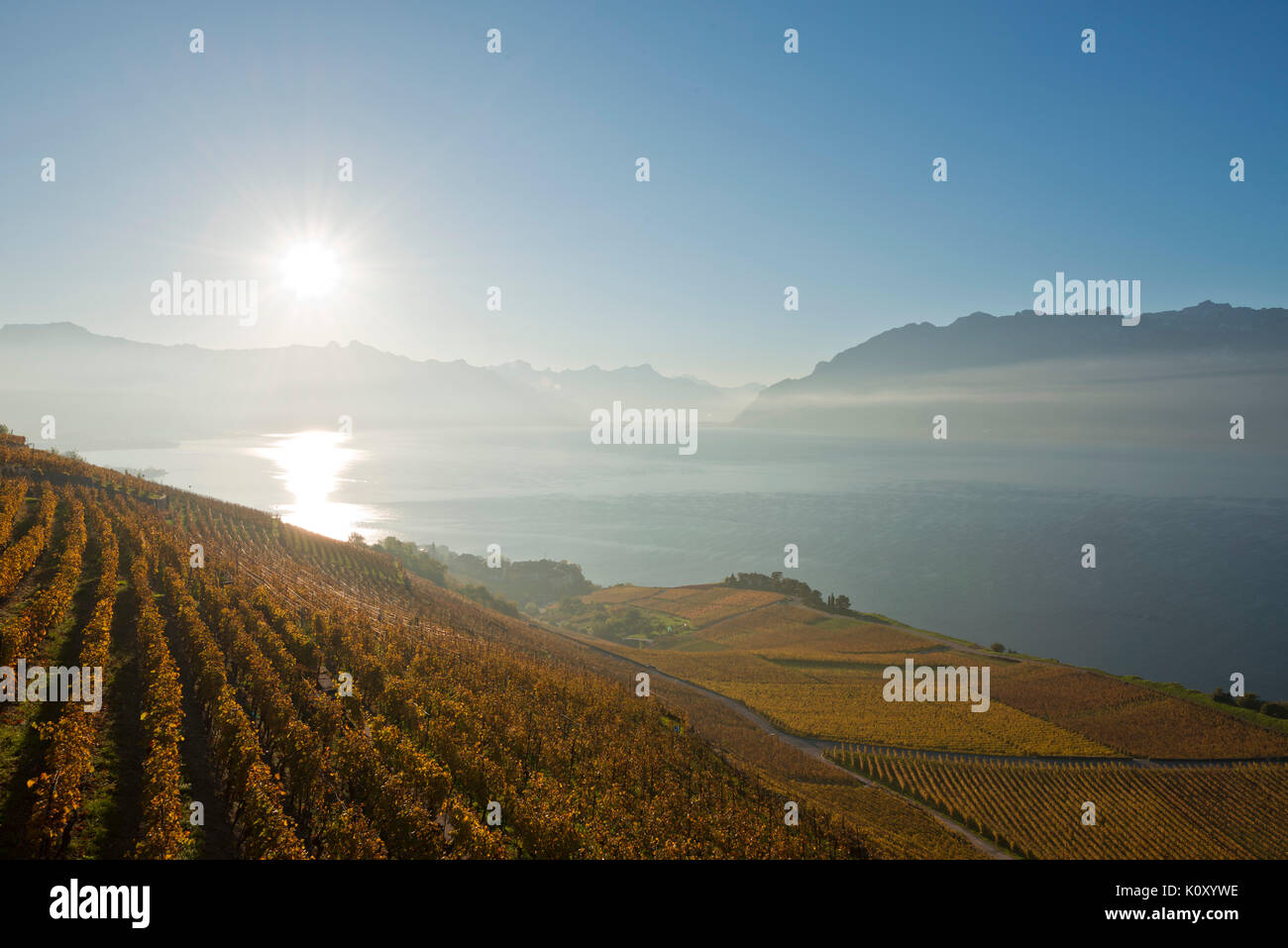 Lavaux *** Local Caption *** Switzerland, heritage, lake of Geneva ...