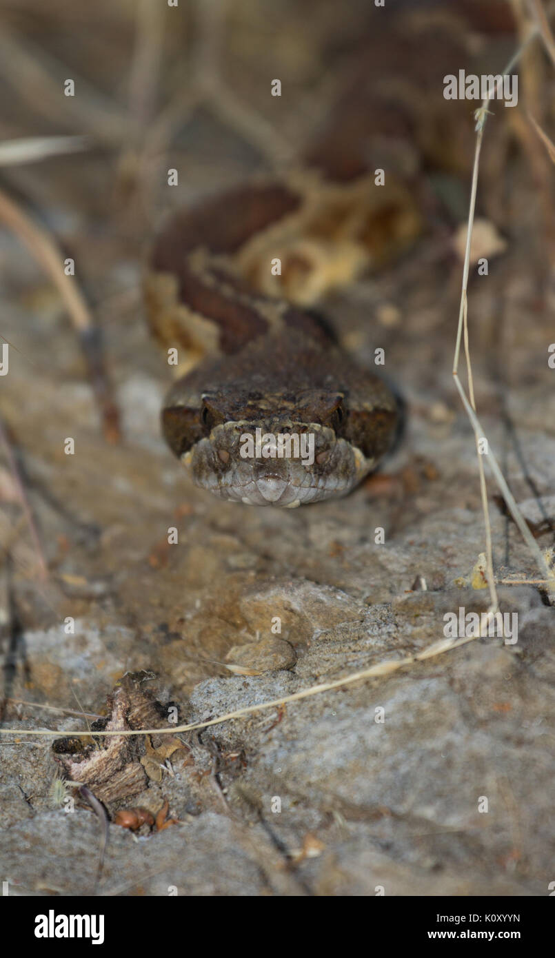 A Western Pacific Rattlesnake (Crotalus oreganus) in the undergrowth ...