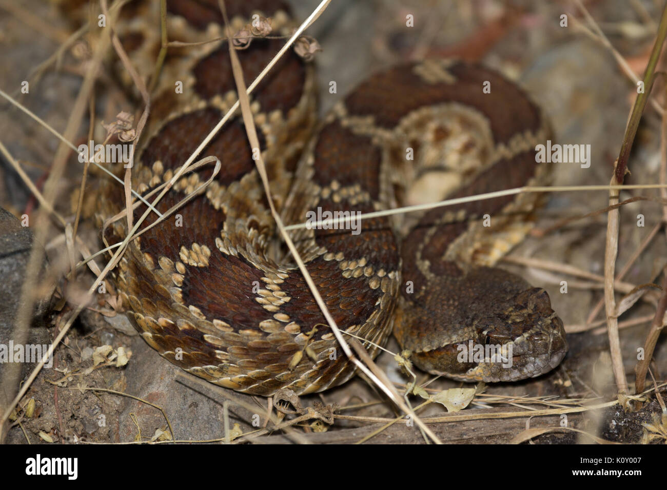 A Western Pacific Rattlesnake (Crotalus oreganus) in the undergrowth ...