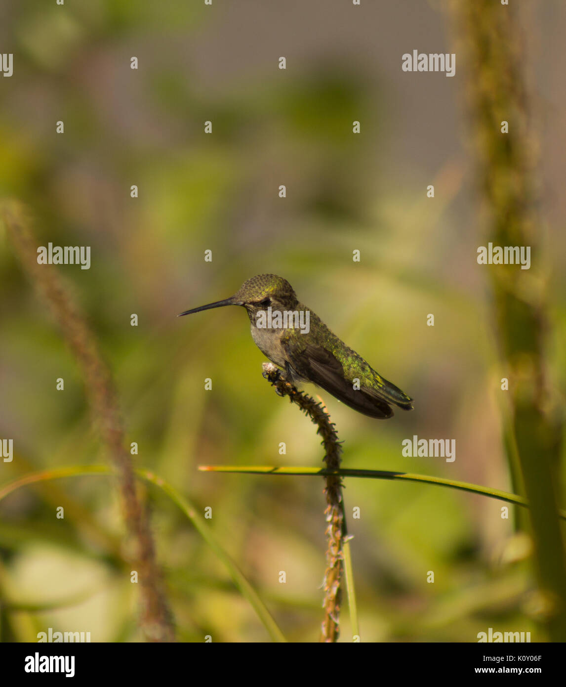 Hummingbirds in the united states hi-res stock photography and images ...