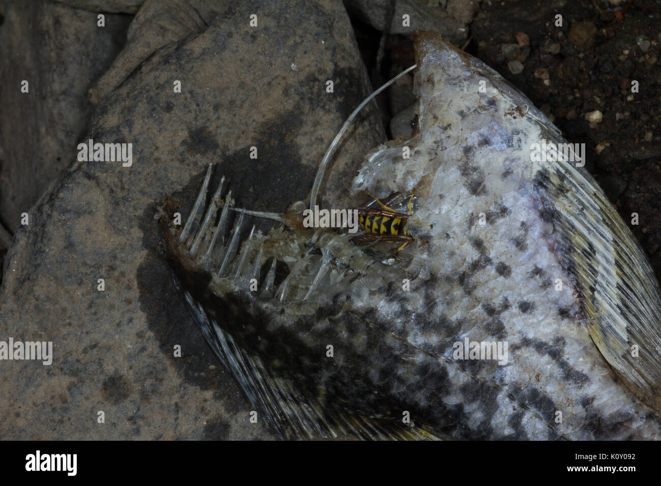 Decaying Fish High Resolution Stock Photography and Images - Alamy