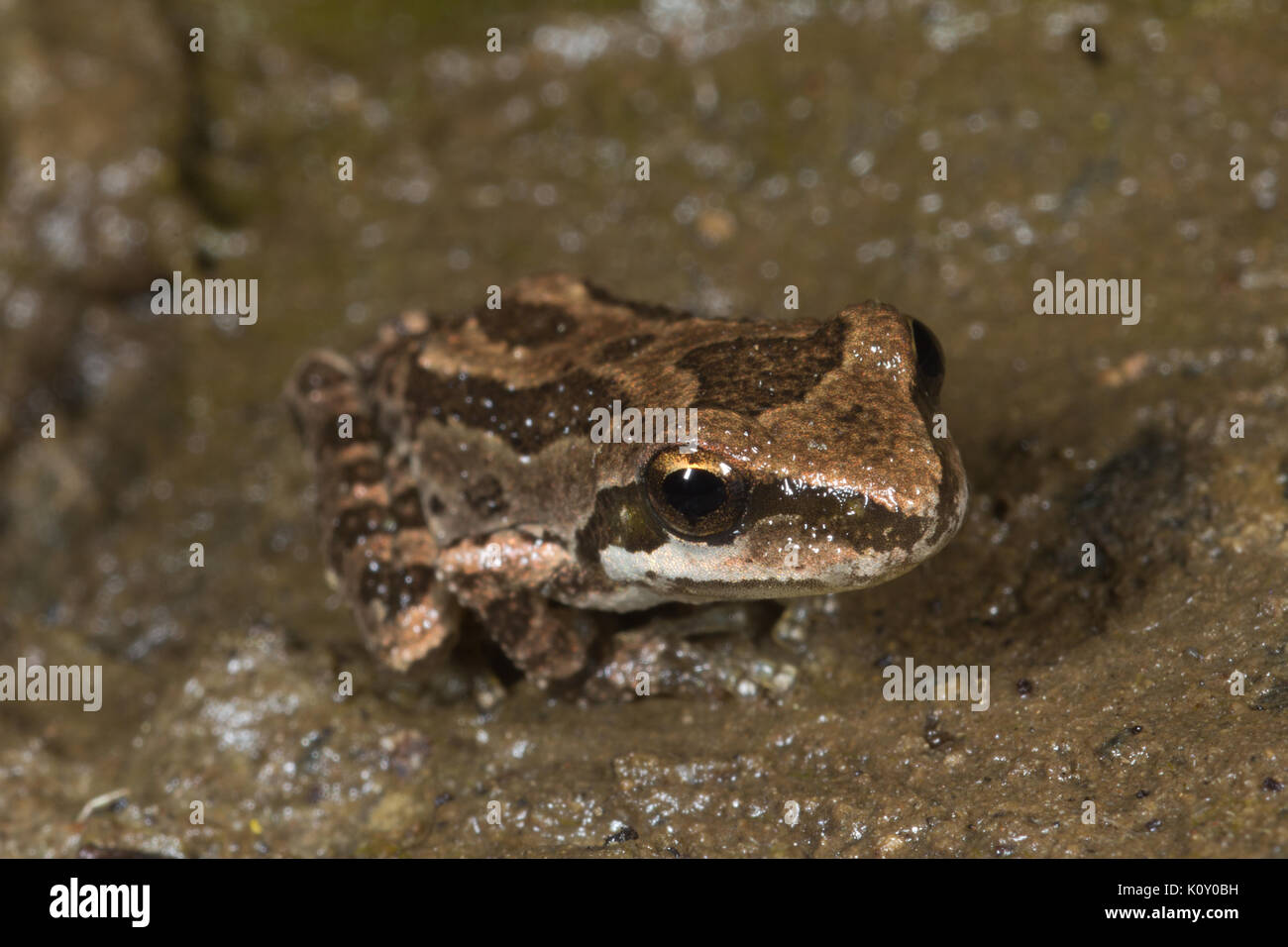 A small brown frog in California, near Yosemite National Park Stock ...