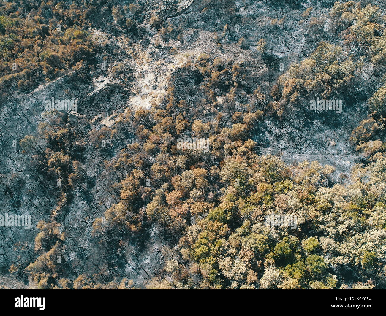 Arson:,Burnt ground due to forest fire damage, Burnt field in Reggio ...