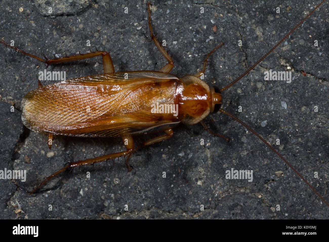 small brown Cockroach among fallen leaves Stock Photo - Alamy