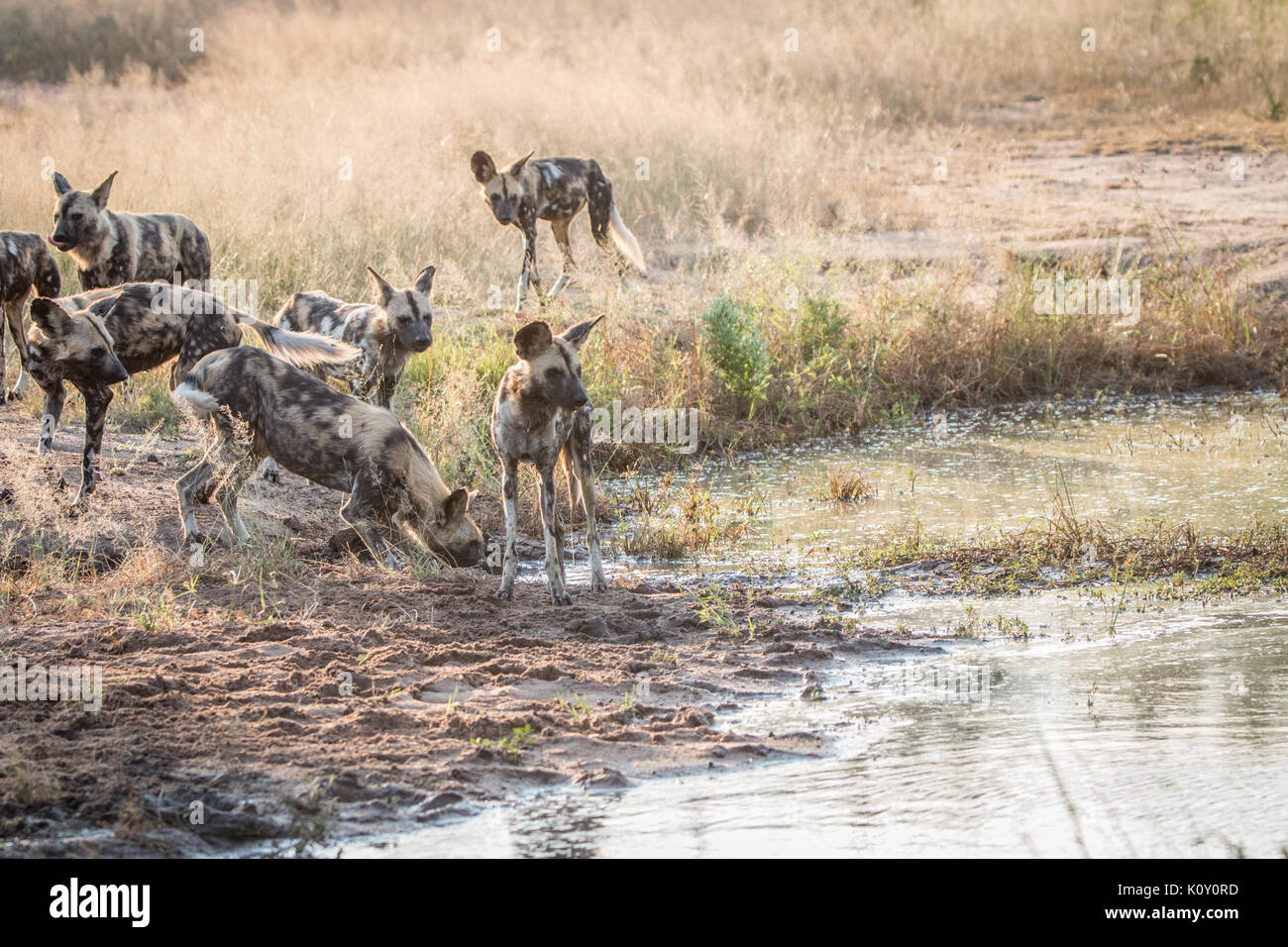 Several African wild dogs next to the water in the Sabi Sand Game ...