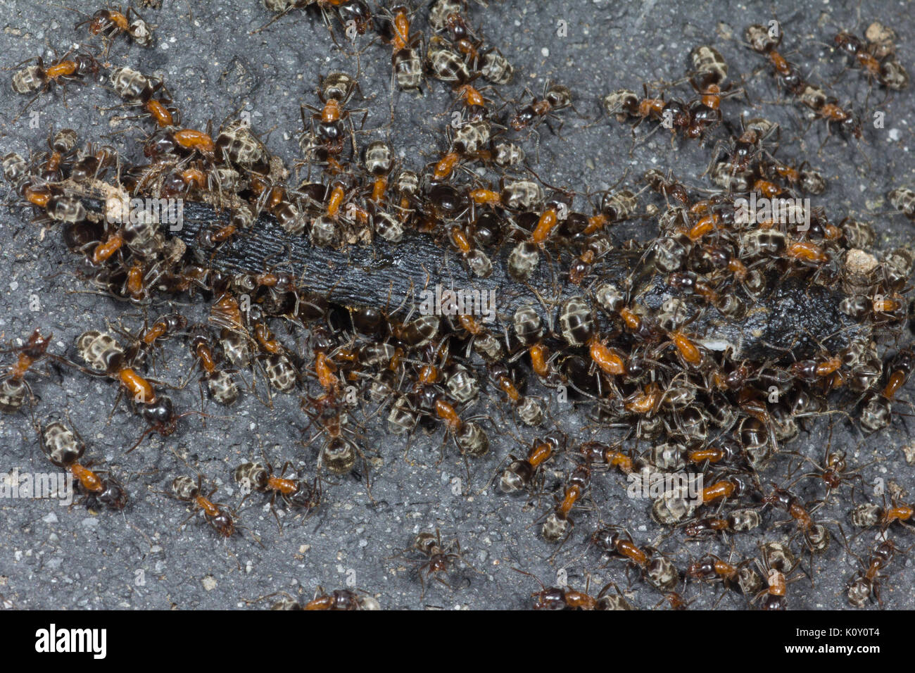 Ants Eating Stock Photos & Ants Eating Stock Images - Alamy