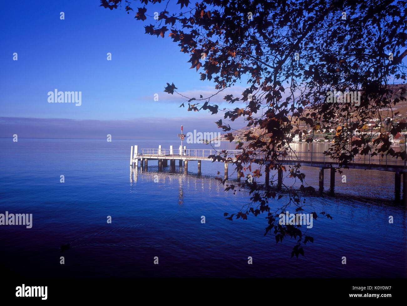Vevey *** Local Caption *** Switzerland, city, tree, lake of Geneva ...
