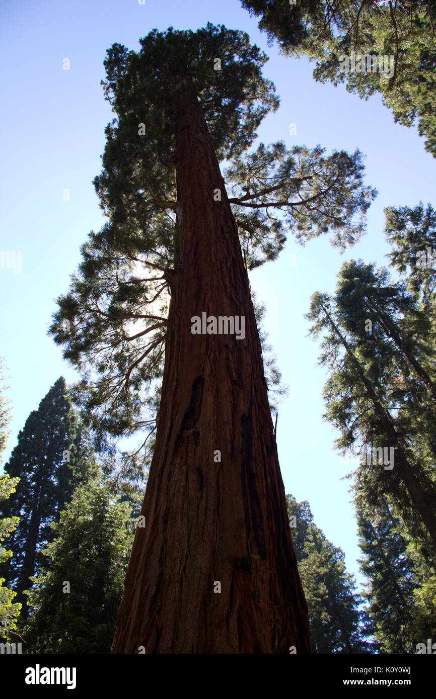 Skyward photo of a large sequoia tree at the Sequoia National Park ...