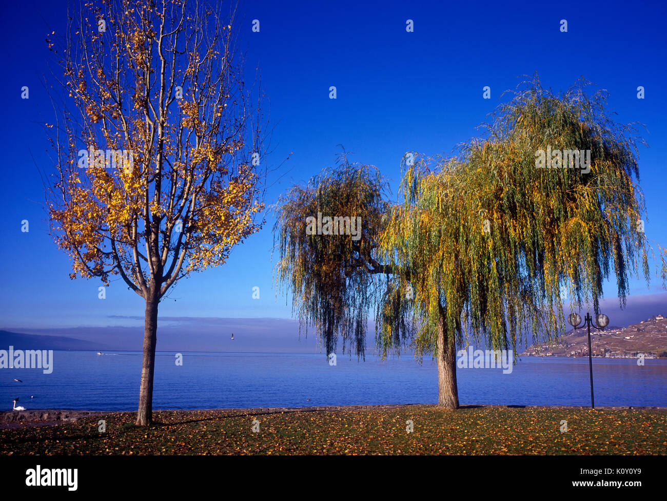 Vevey *** Local Caption *** Switzerland, city, tree, lake of Geneva ...