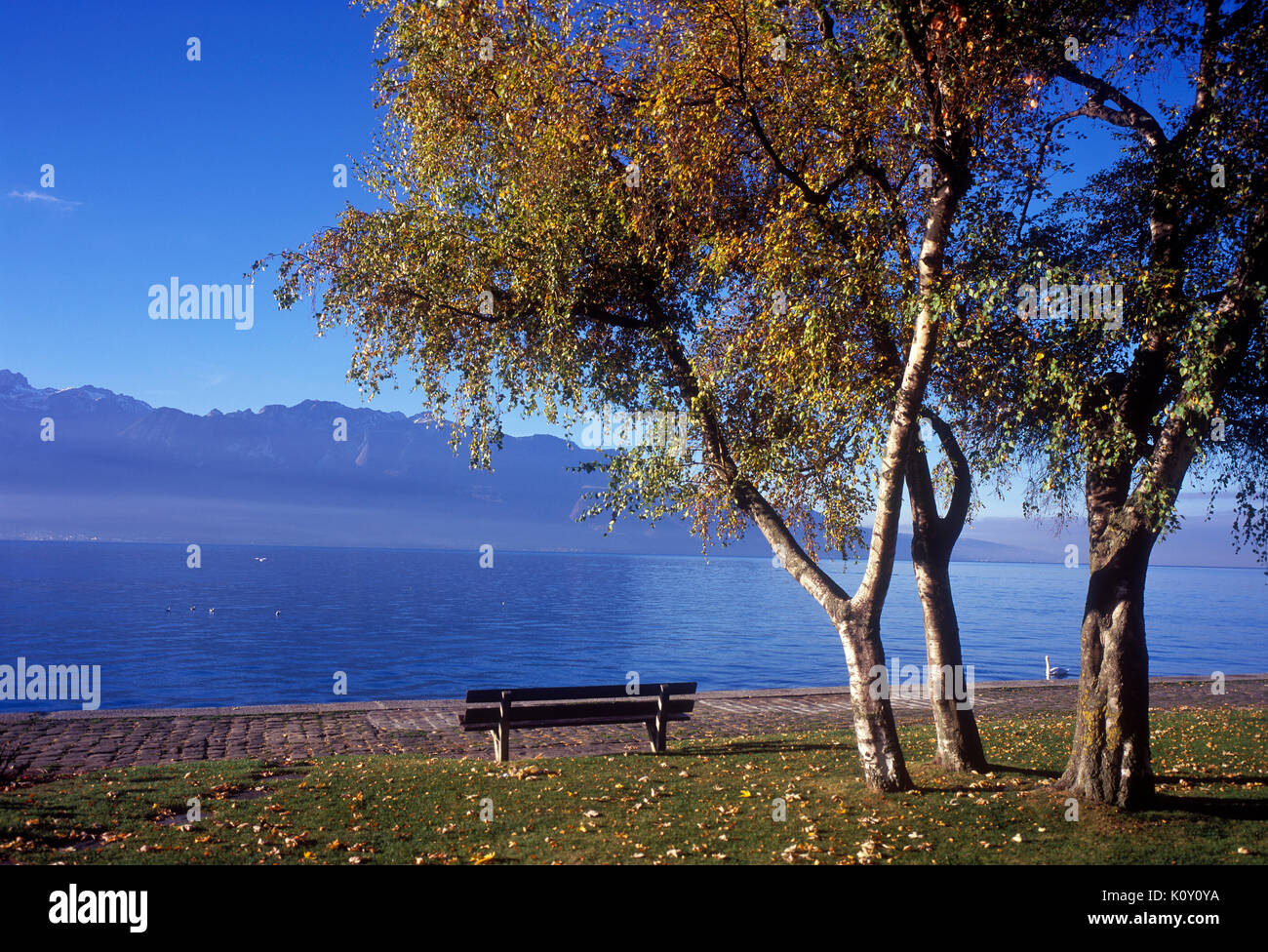 Vevey *** Local Caption *** Switzerland, city, tree, lake of Geneva ...