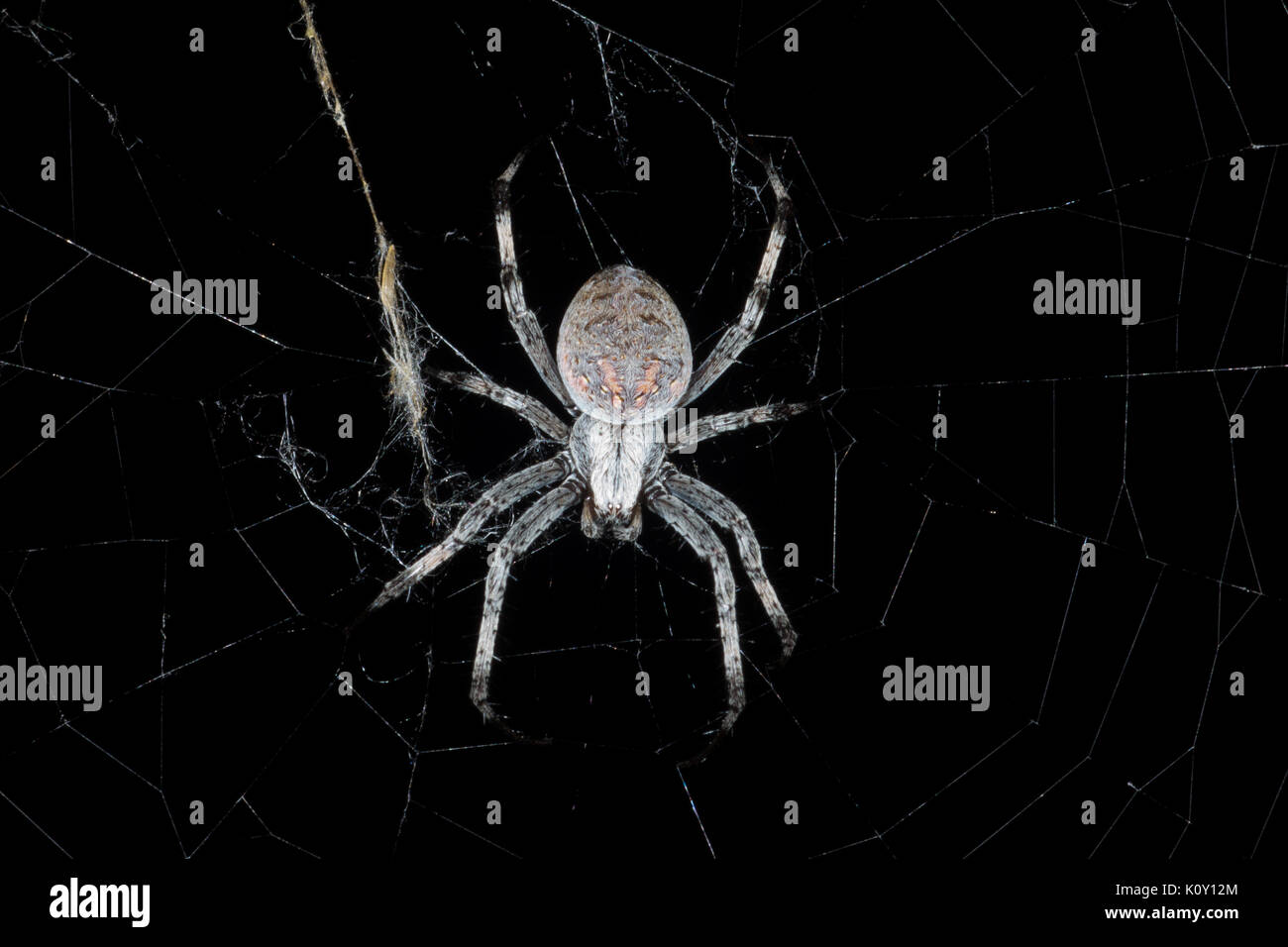 Spider grey High Resolution Stock Photography and Images - Alamy
