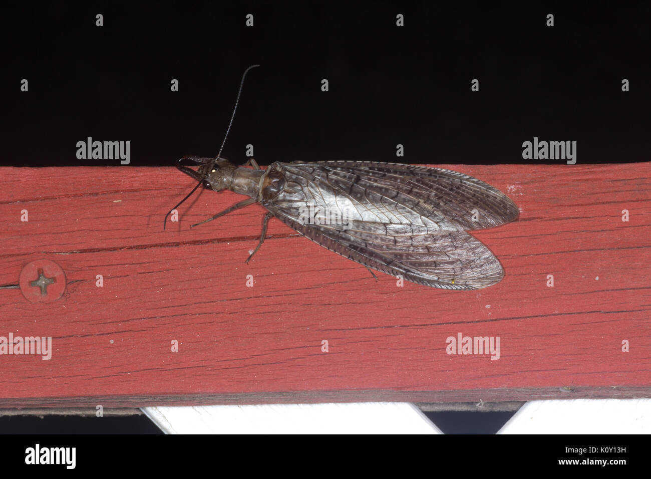 Female Dobsonfly (Corydalus specie), in California Stock Photo - Alamy