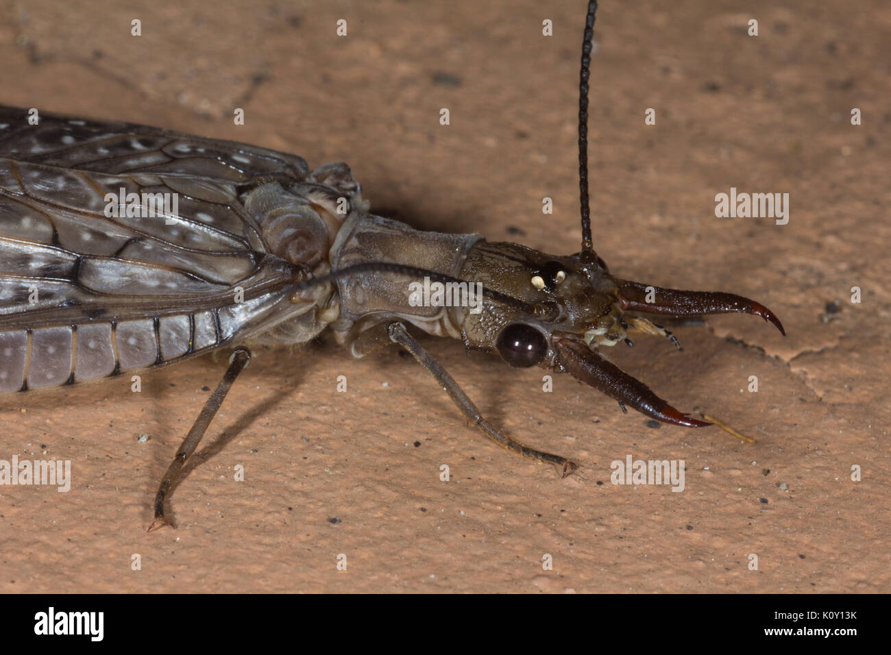 Female Dobsonfly (Corydalus specie), in California Stock Photo - Alamy