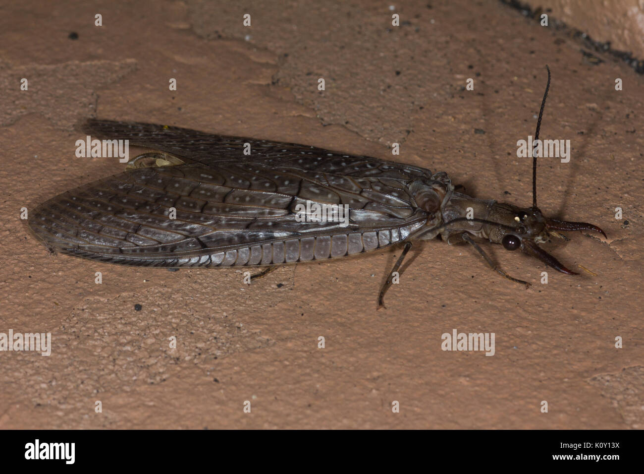 Female Dobsonfly (Corydalus specie), in California Stock Photo - Alamy
