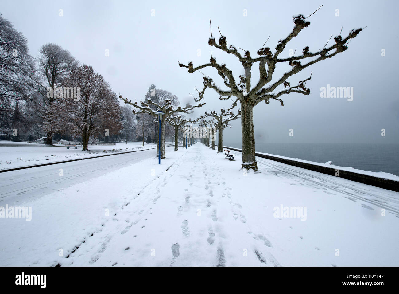 Vevey *** Local Caption *** Switzerland, city, tree, lake of Geneva ...