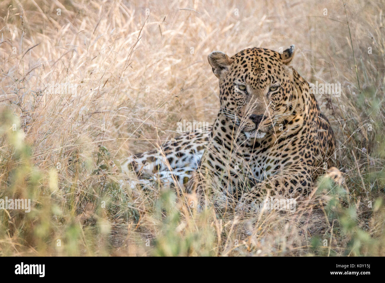 A male Leopard resting in the grass in the Sabi Sand Game Reserve ...