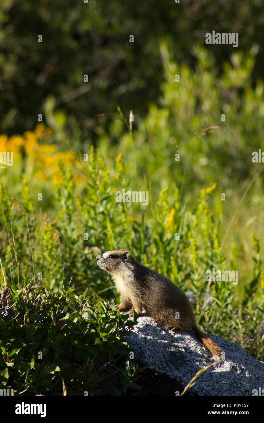 A Yellow Bellied Marmot (Marmota flaviventris) on a rock in thick grass ...