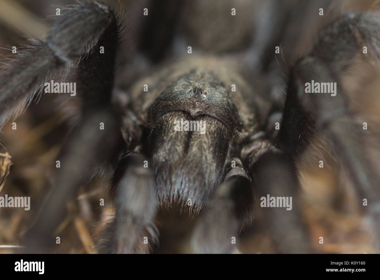 A Male California Tarantula (Theraphosidae Stock Photo - Alamy