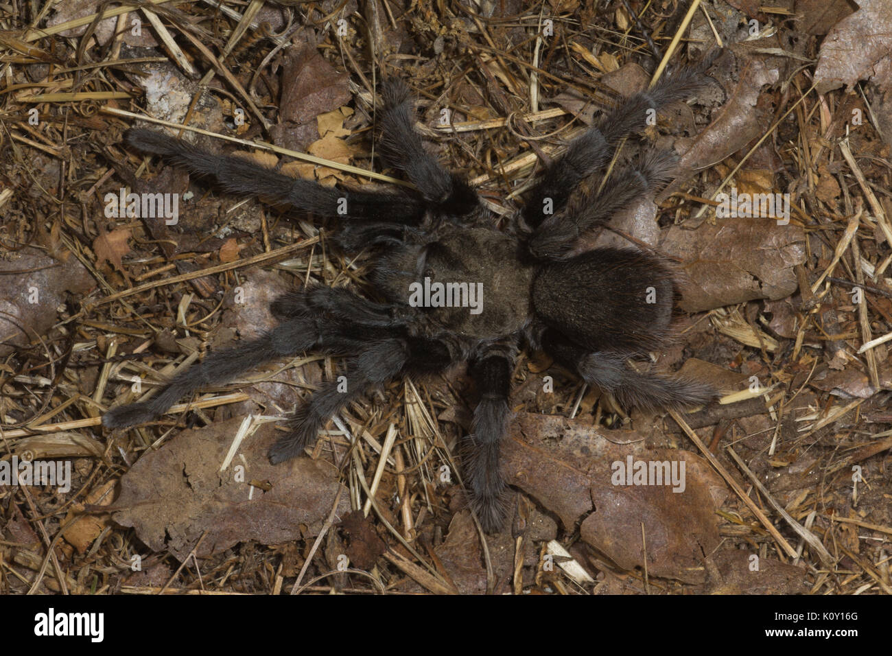 Theraphosidae hi-res stock photography and images - Alamy