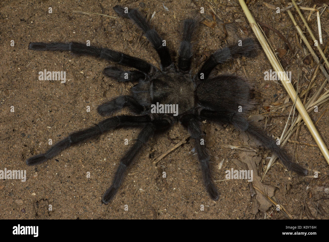 Theraphosidae hi-res stock photography and images - Alamy