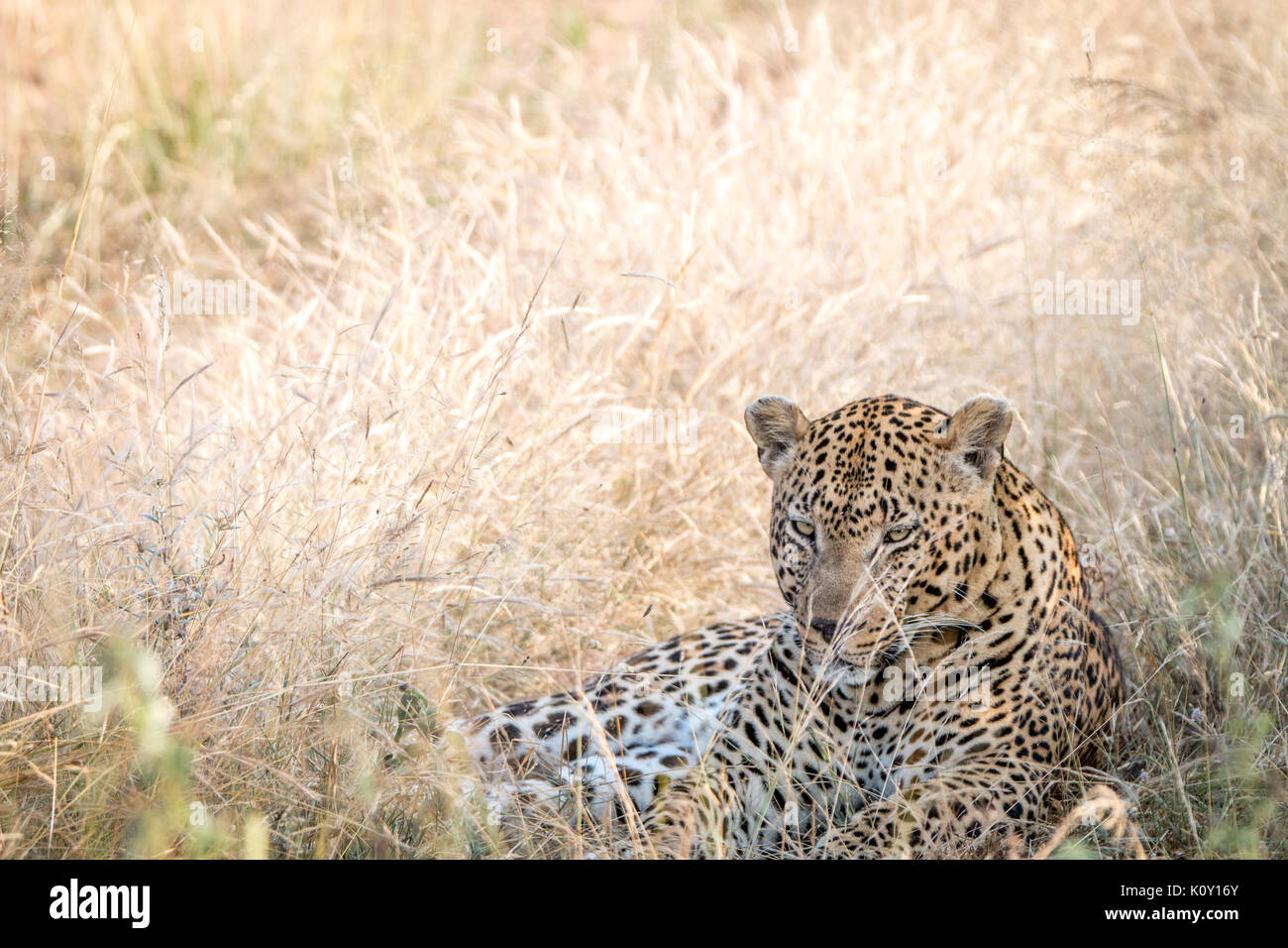 A male Leopard resting in the grass in the Sabi Sand Game Reserve ...