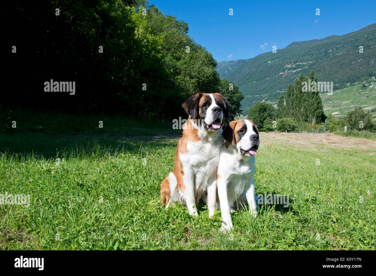 Switzerland, Valais, Martigny, Saint-Bernard , Barry dogs *** Local ...