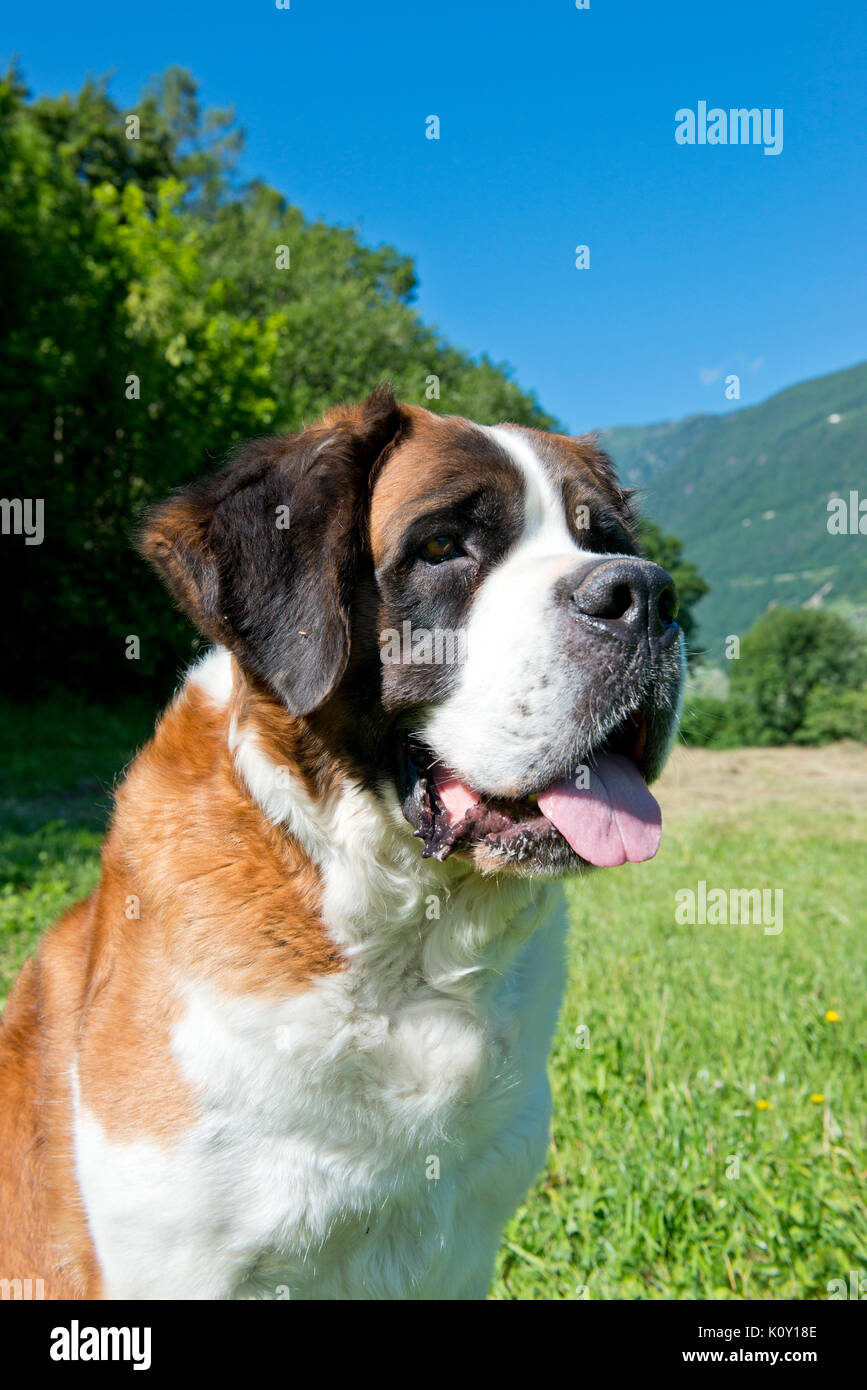 Switzerland, Valais, Martigny, Saint-Bernard , Barry dogs *** Local ...