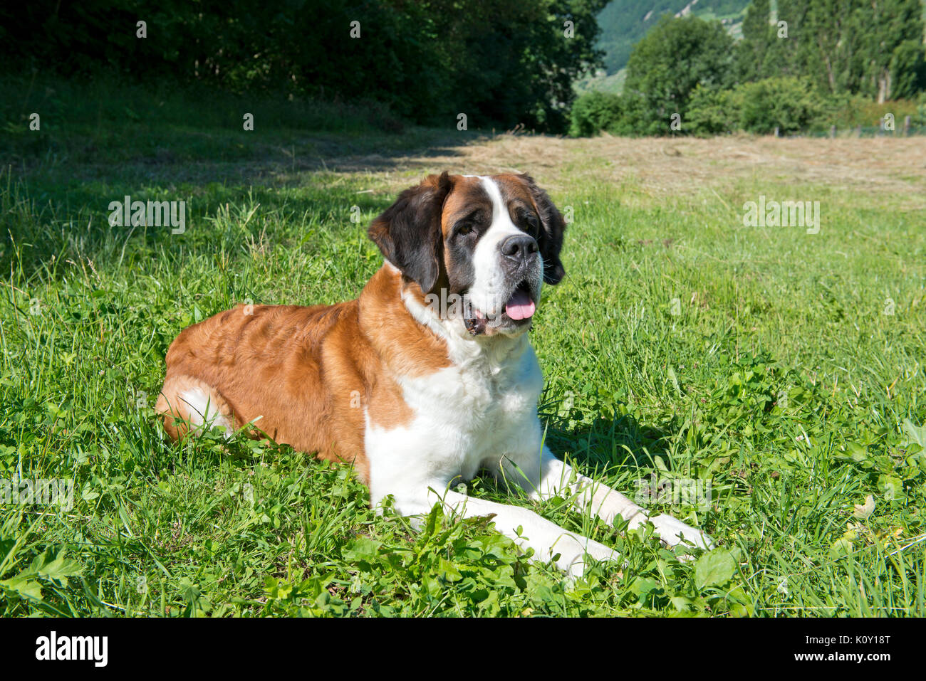 Switzerland, Valais, Martigny, Saint-Bernard , Barry dogs *** Local ...