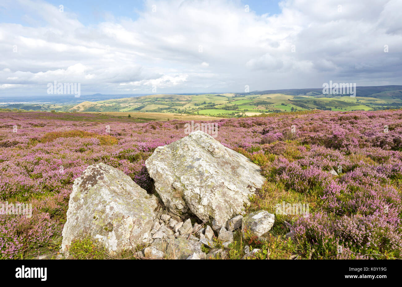 Heather on rocks hi-res stock photography and images - Alamy