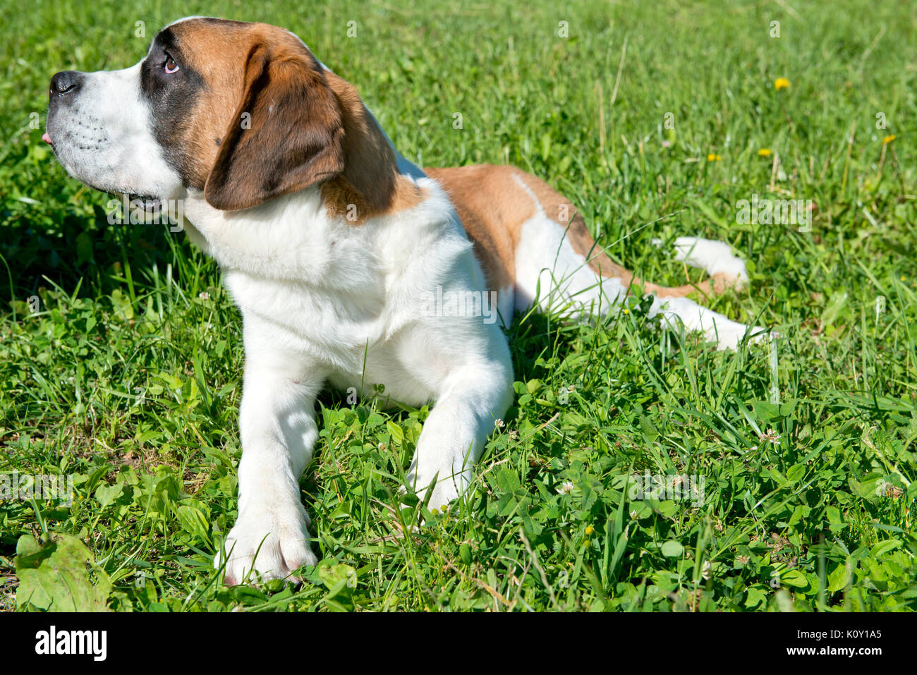 Switzerland, Valais, Martigny, Saint-Bernard , Barry dogs *** Local ...