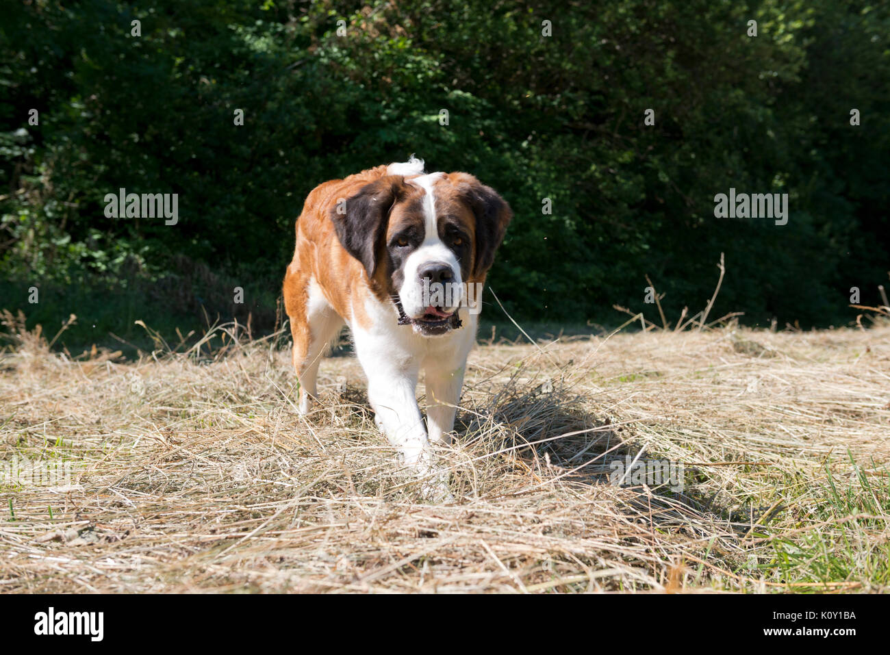 Switzerland, Valais, Martigny, Saint-Bernard , Barry dogs *** Local ...