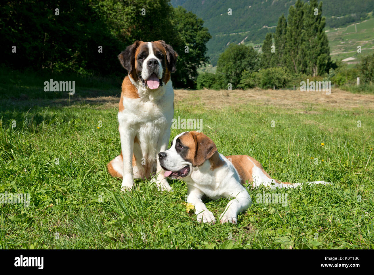 Switzerland, Valais, Martigny, Saint-Bernard , Barry dogs *** Local ...