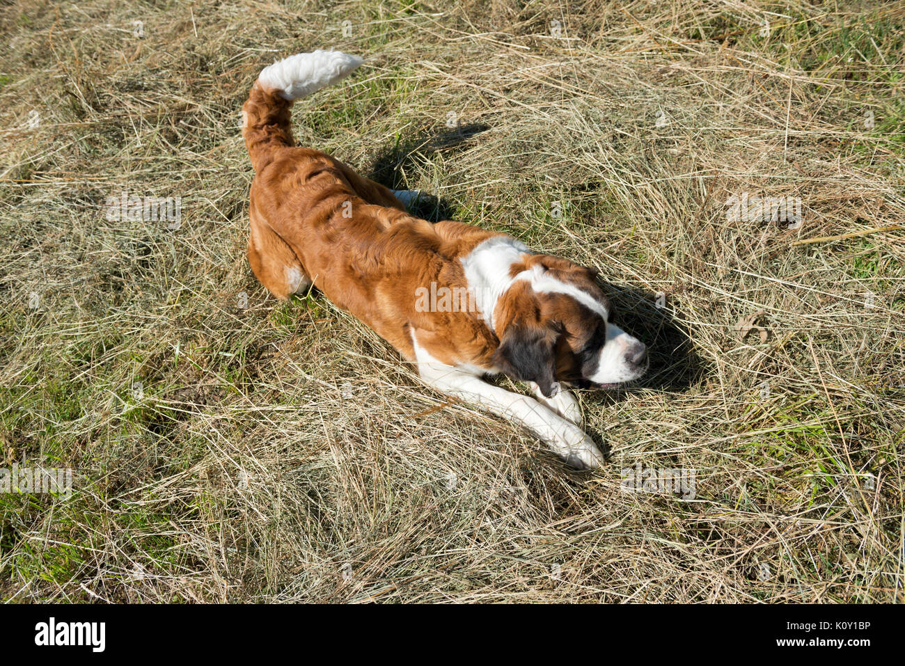 Switzerland, Valais, Martigny, Saint-Bernard , Barry dogs *** Local ...
