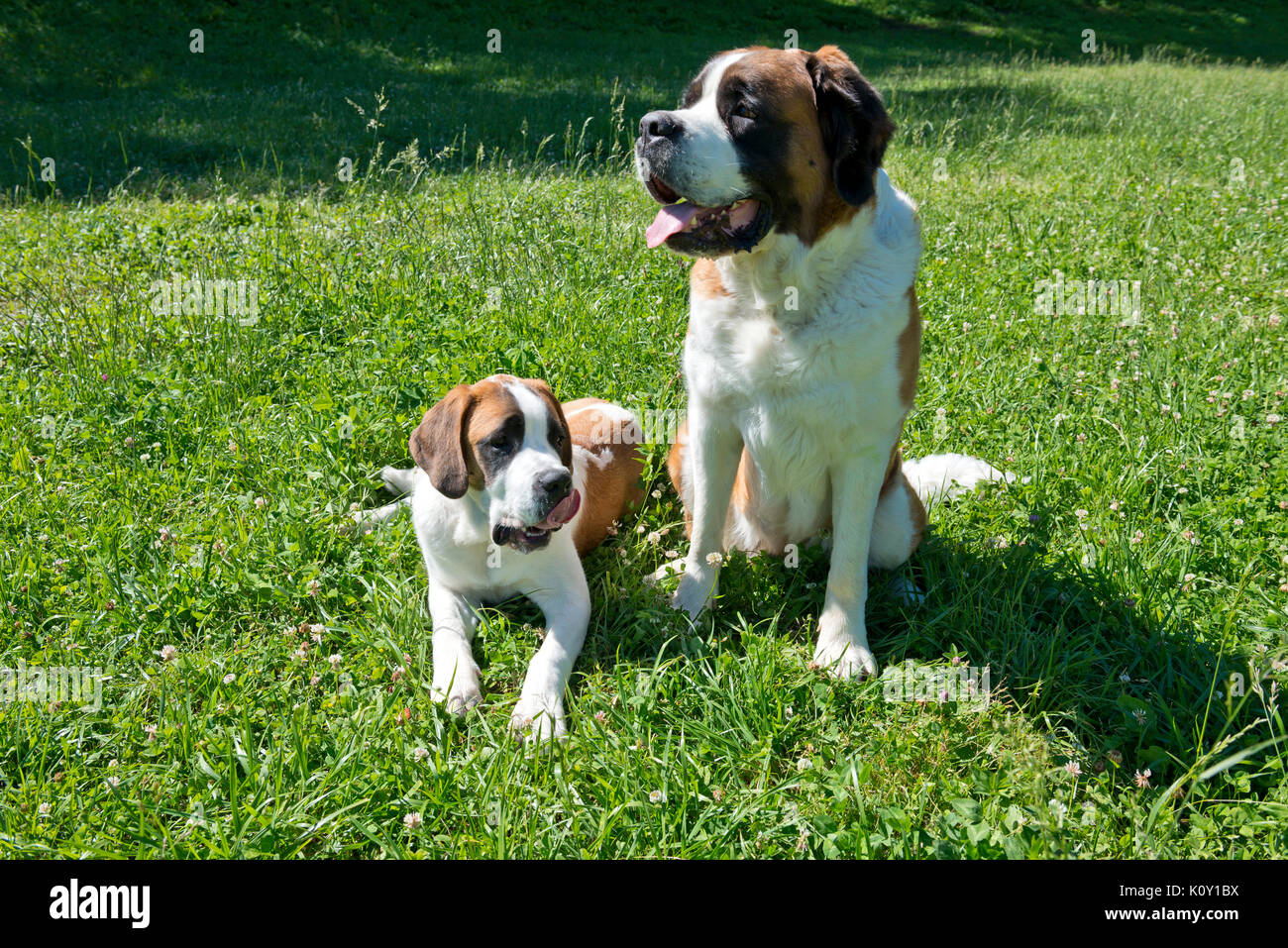 Switzerland, Valais, Martigny, Saint-Bernard , Barry dogs *** Local ...