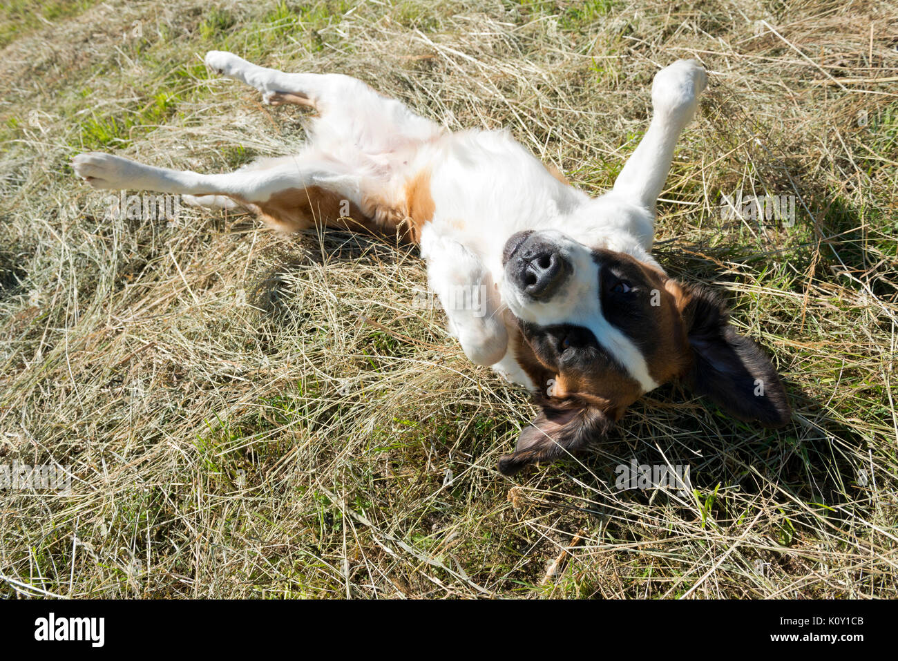 Switzerland, Valais, Martigny, Saint-Bernard , Barry dogs *** Local ...