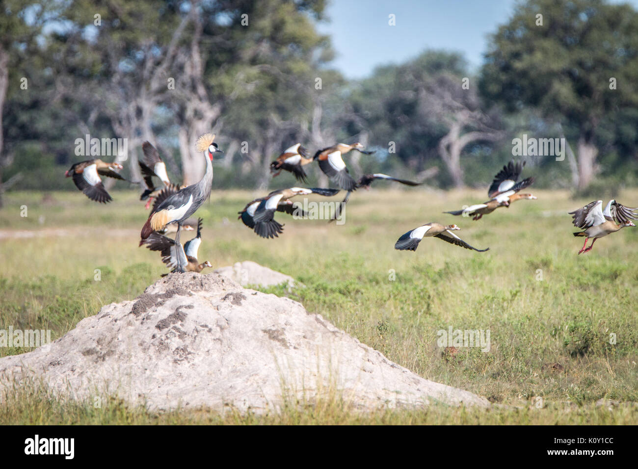 A Grey crowned crane on top of a termite mound in the Hwange National ...