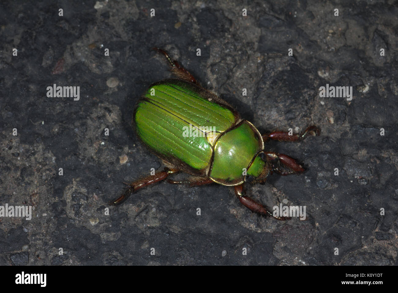 Beyers chrysina beetle hi-res stock photography and images - Alamy