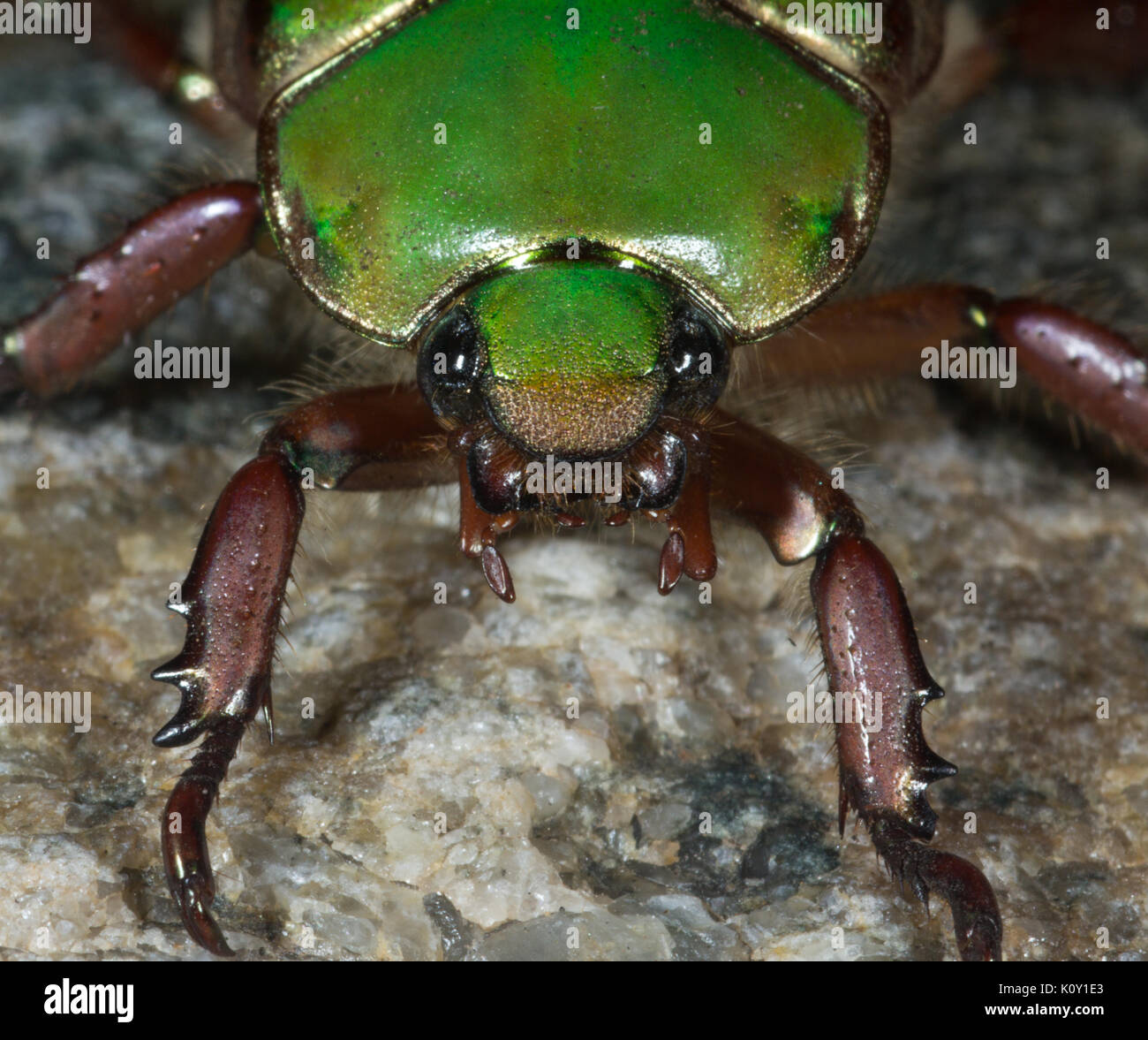 Beyers chrysina beetle hi-res stock photography and images - Alamy