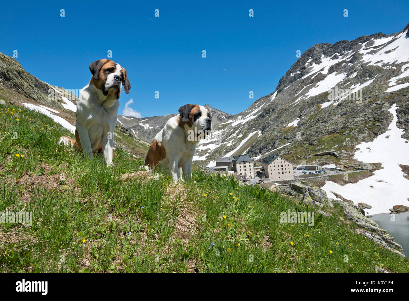 Switzerland, Valais, Col du Grand-Saint-Bernard, Barry dogs *** Local ...