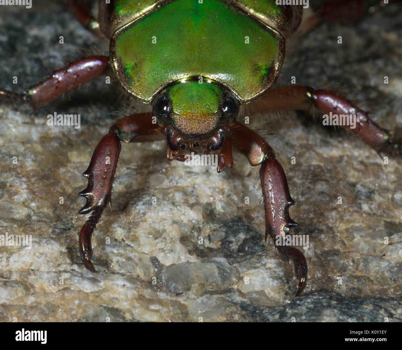 Chrysina beyeri hi-res stock photography and images - Alamy