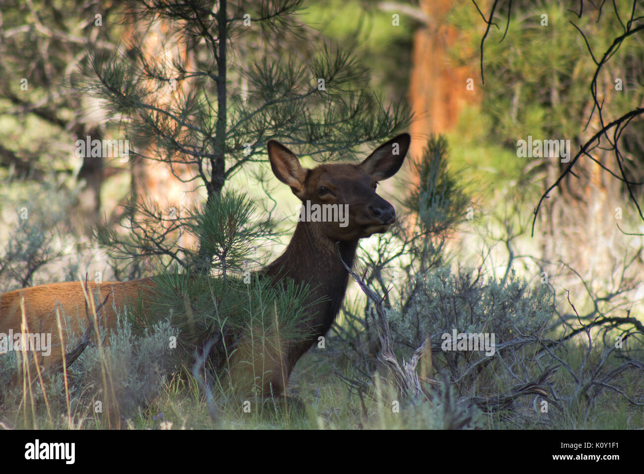 Female elk hi-res stock photography and images - Alamy