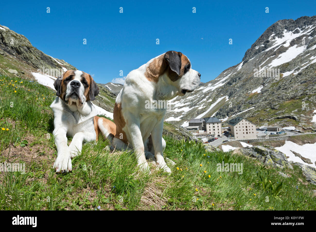 Switzerland, Valais, Col du Grand-Saint-Bernard, Barry dogs *** Local ...
